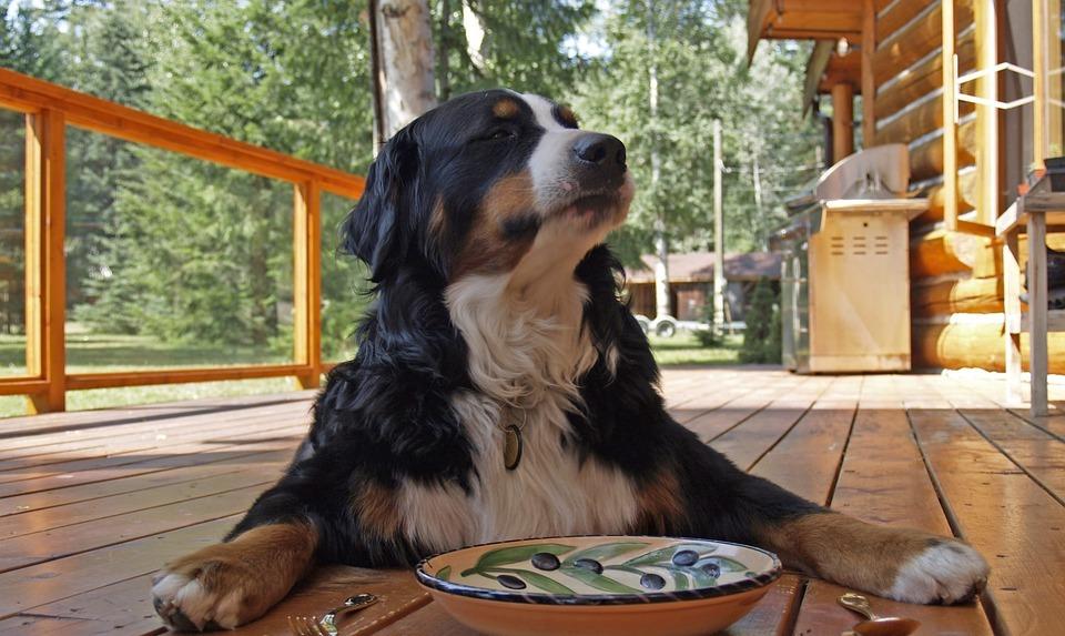 Gluten-Sniffing Dogs Are Helping People With Celiac Disease