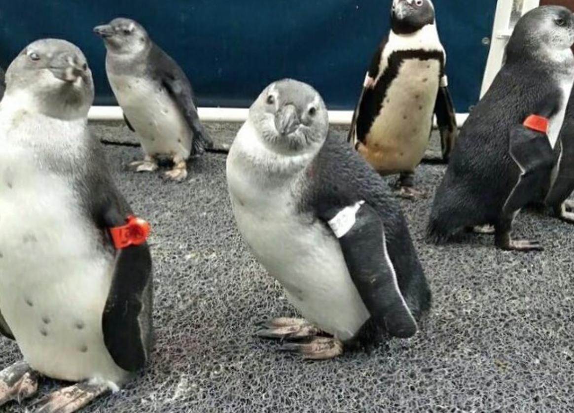 Penguin Community Service Is The Ultimate Experience