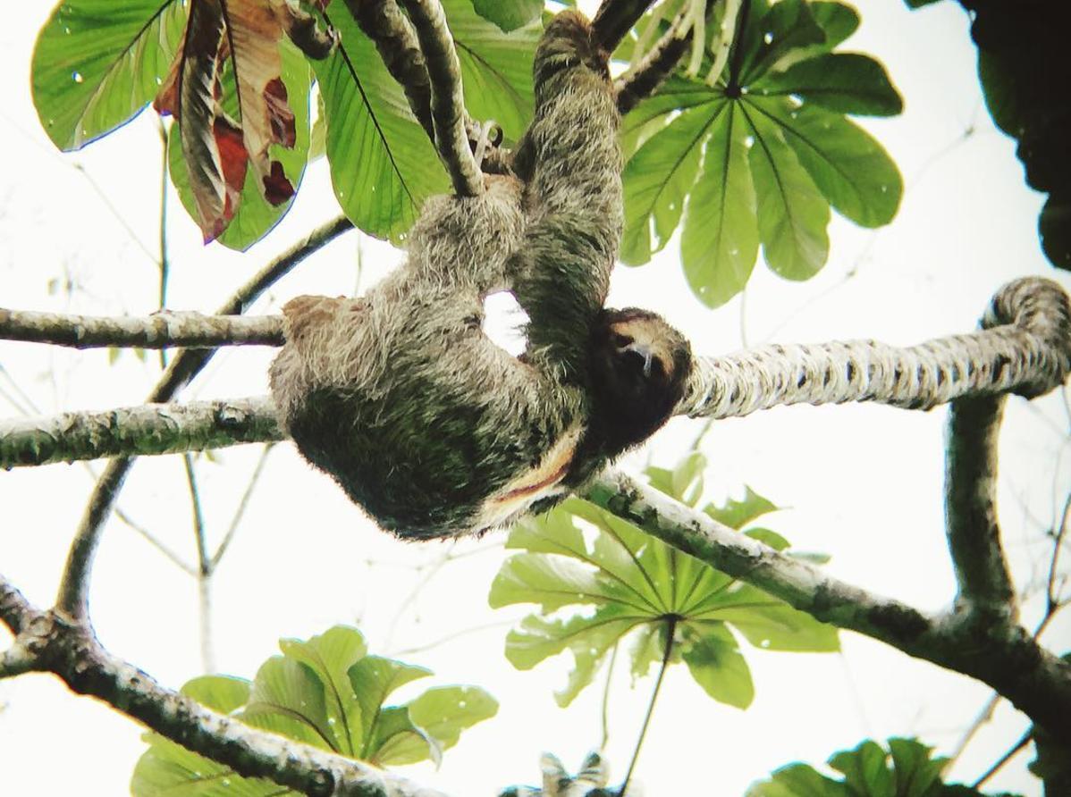 Nayara Springs Sloth Sanctuary Offers The Best Experience