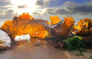 Seaweed Beer Exists And It's Like A Trip To The Beach