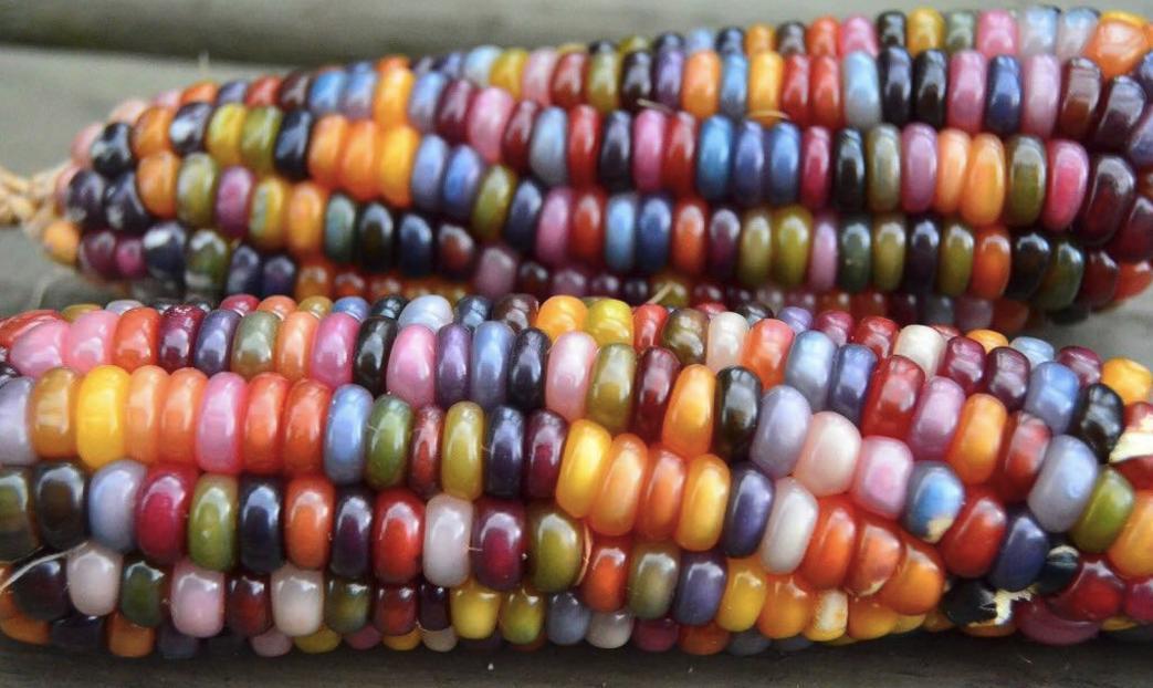 Rainbow Corn Photos Prove It's The Prettiest Of All Fall Foods