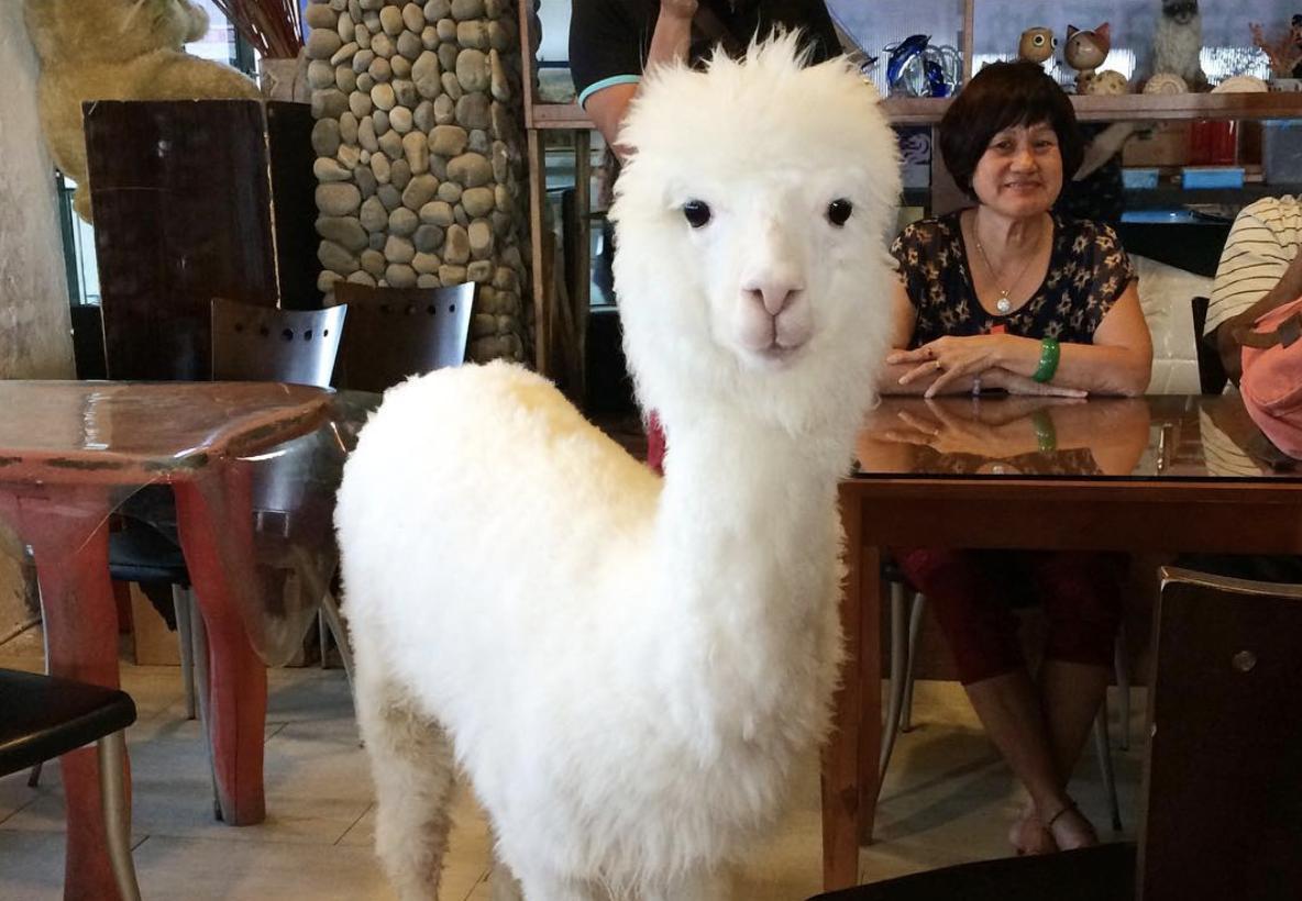 Taiwan Alpaca Cafe Allows You To Play With The Animals