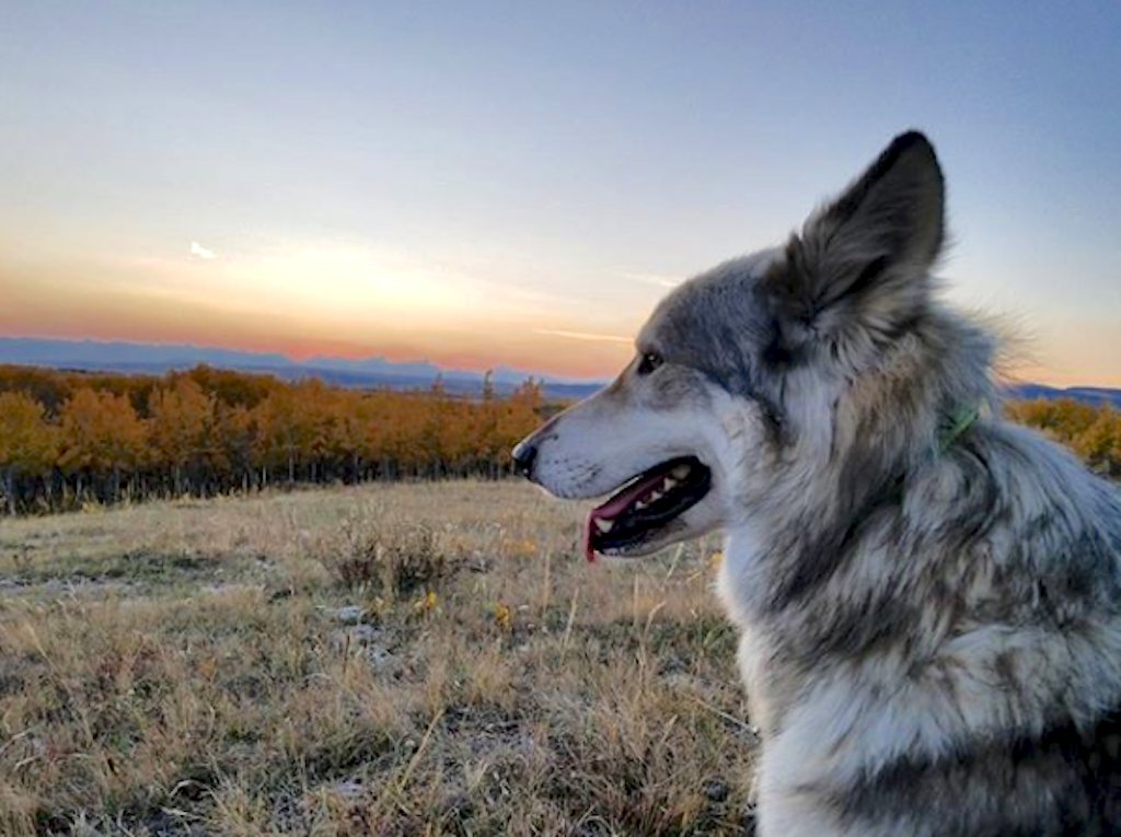 Yamnuska Wolfdog Sanctuary In Canada