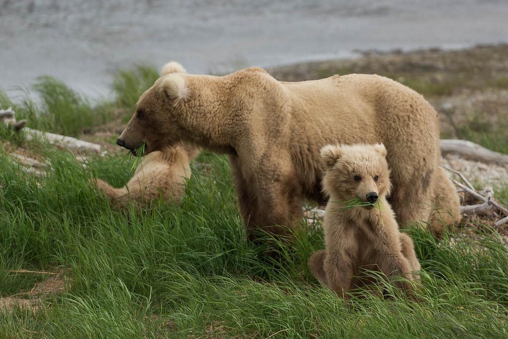 Spring Baby Animals And Where To Find Them In The U.S.