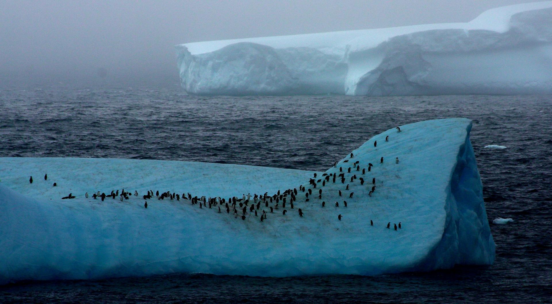 Where To See Penguins In Antarctica And Where You Can't Go