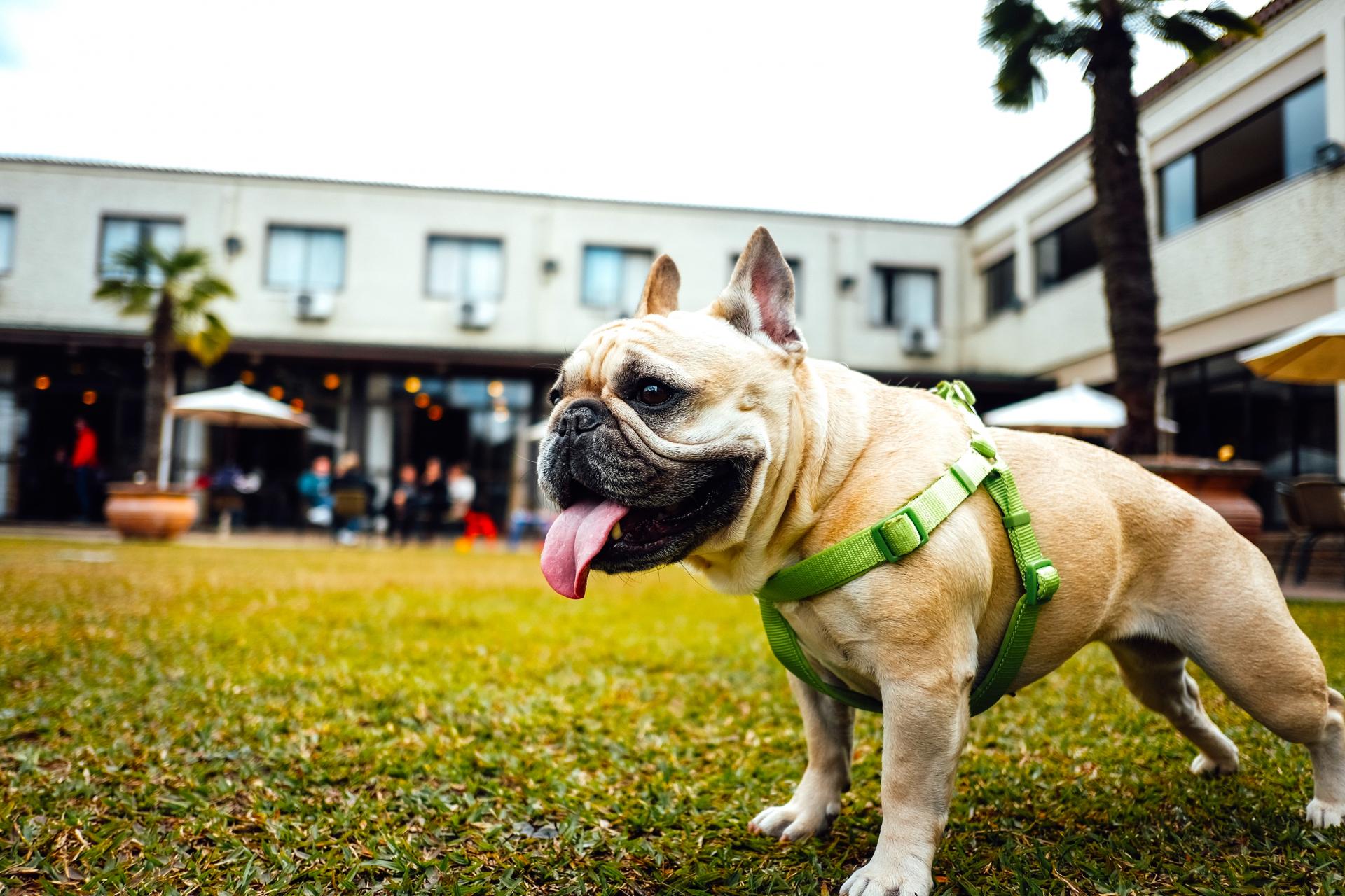 Dog Restaurant Etiquette That'll Let You Dine With Your Pooch