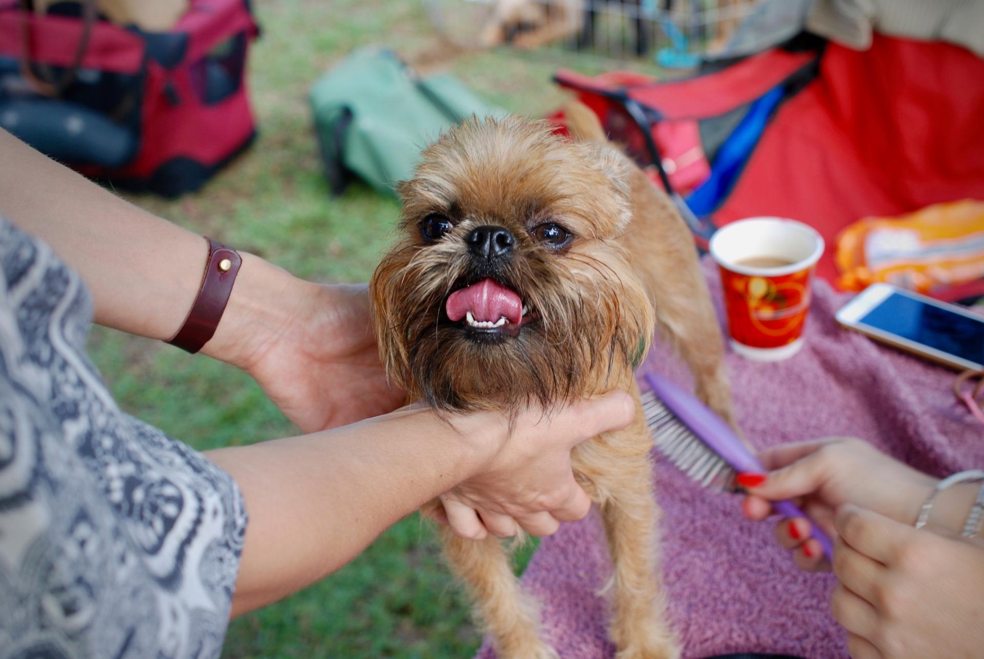 Best Healthy Dog Food Brands That You Can Feel Good About Best Healthy Dog Food Brands That You Can Feel Good About