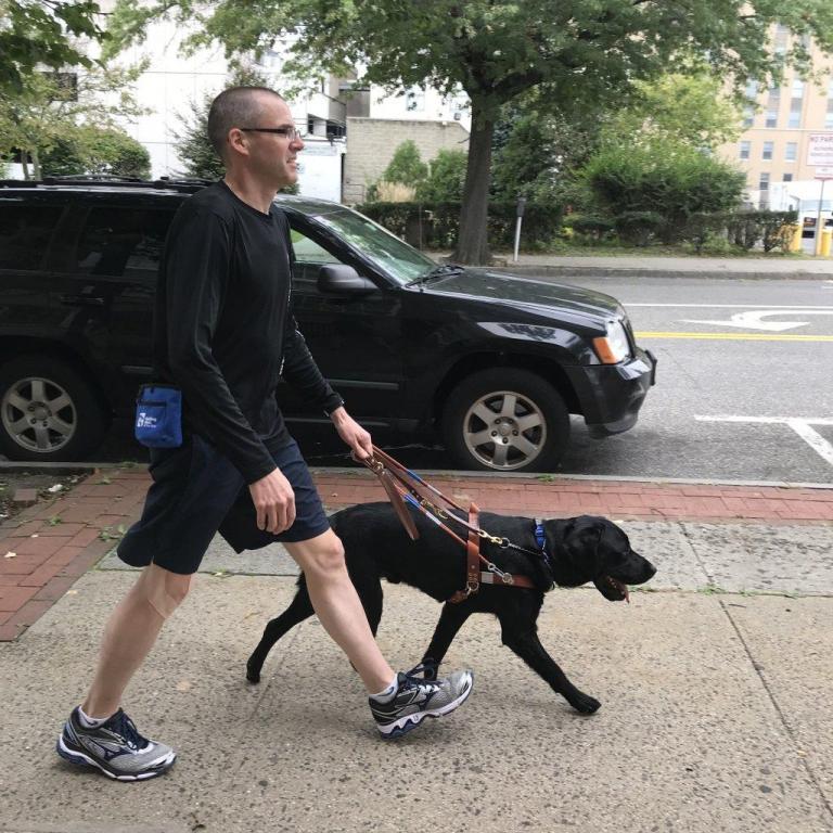 How Guide Dogs Are Trained To Successfully Navigate The Blind