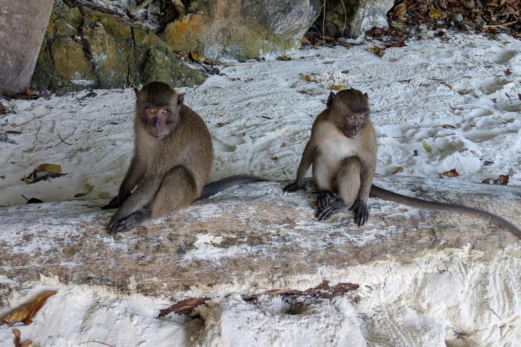 Monkey Beach, Thailand Is Home To Tons Of Wild Monkeys