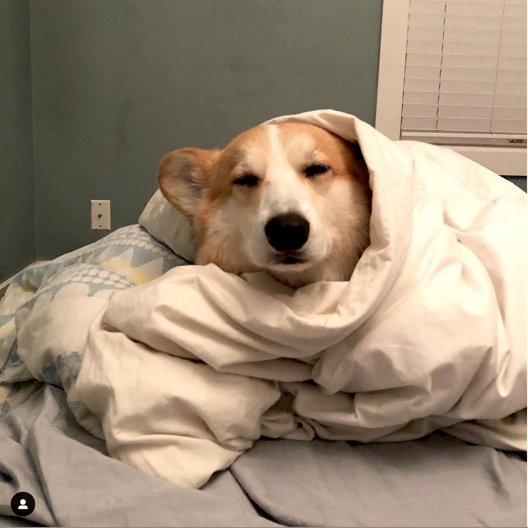 Best Dog Instagram Accounts 2019 That You Need To Follow ASAP