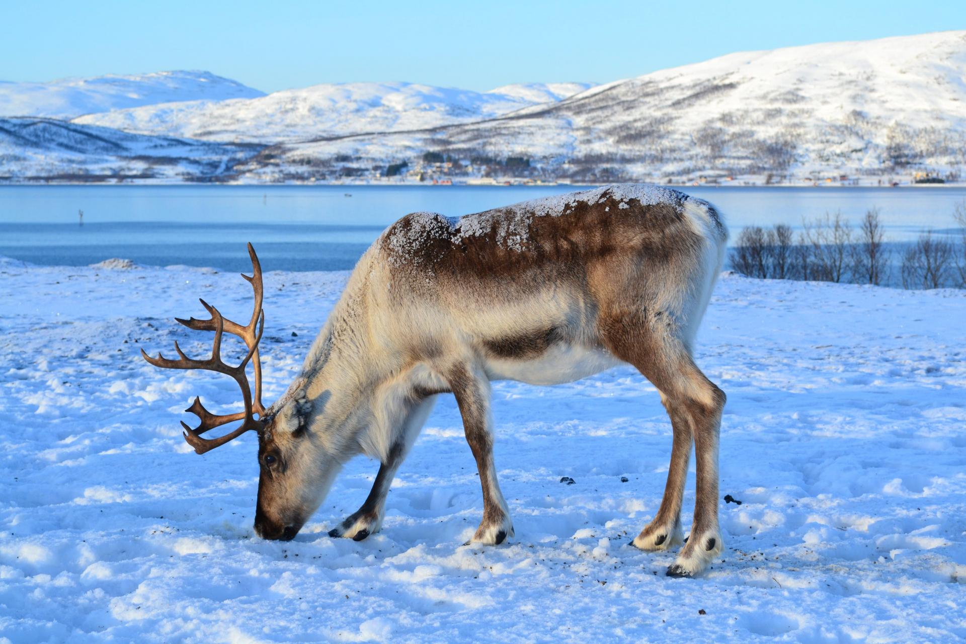 Troms Arctic Reindeer Where You Can Meet Reindeer