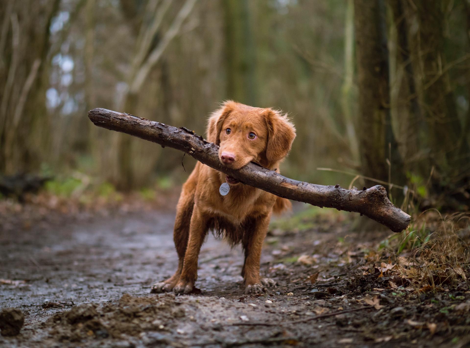 Weird Dog Behaviors Explained: Why Your Pup Does What She Does