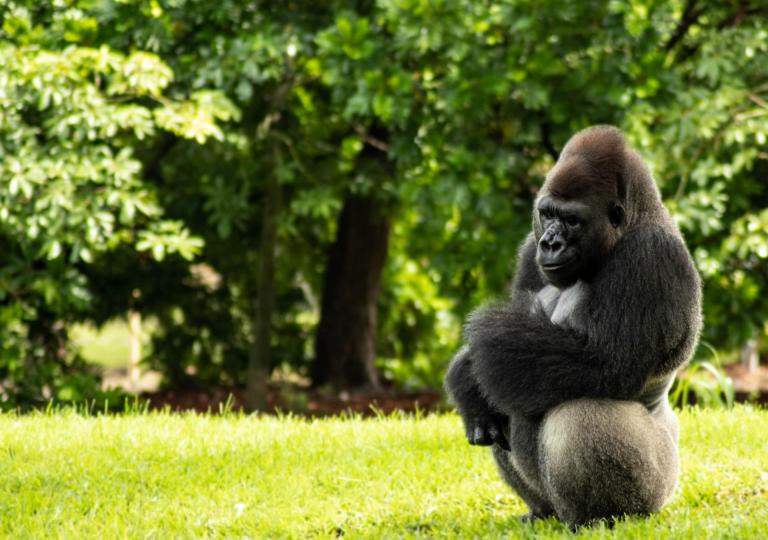 Where To See Wild Animals In Their Natural Habitats